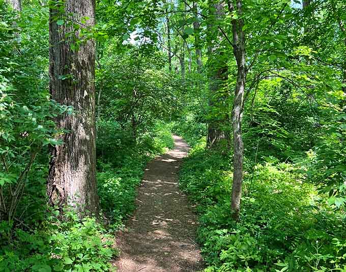 Forest trails wind upward through green tunnels where sunlight plays peek-a-boo with hikers heading starward.
