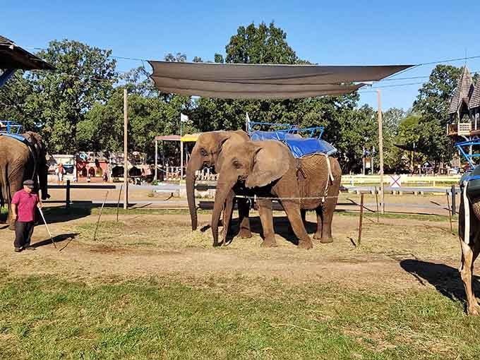 These gentle giants offer rides that transport visitors into an exotic world within the Renaissance grounds.
