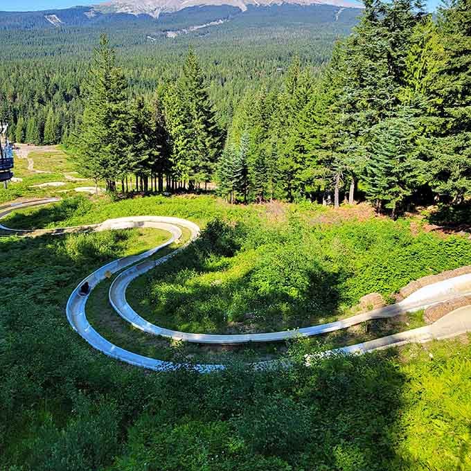 The alpine slide curves through the mountainside like a roller coaster designed by someone who really gets it.