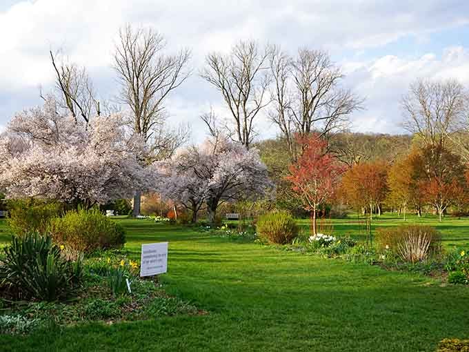 Spring's grand finale features cherry blossoms stealing the show while other trees wait their turn patiently.