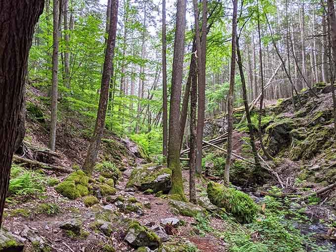 Moss-covered rocks and babbling streams remind you that Connecticut's wilderness is surprisingly wild when you know where to look.