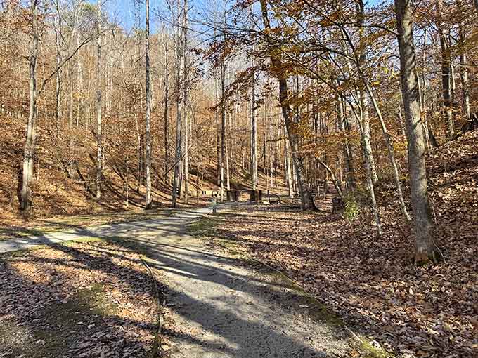 The forest floor puts on its autumn best, creating nature's own welcome mat for wanderers.