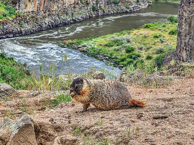 Local marmots have the best office view in Eastern Washington, and they're not taking applications for replacements.