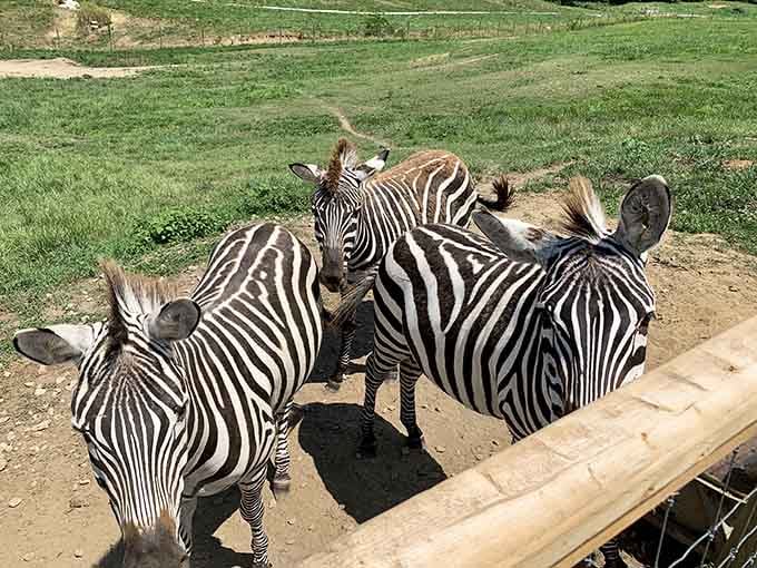 Zebras in Indiana? Sure, why not. Stranger things have happened, though admittedly not many come to mind.