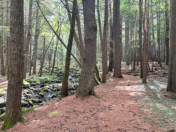 Nature's own cathedral, where the only sound is your footsteps and maybe a judgmental squirrel overhead.