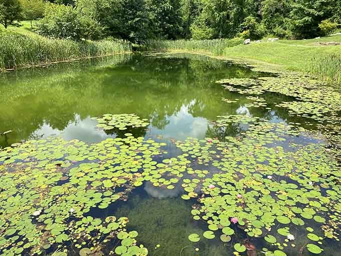 Lily pads floating like nature's own dinner plates, proving that elegance doesn't require a single straight line.