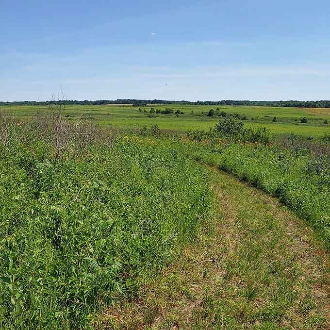 Walking trails wind through grass that towers overhead, making you feel wonderfully small and appropriately humbled.