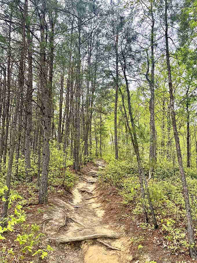 This winding trail through tall pines whispers promises of adventure, like the Yellow Brick Road but with better scenery.