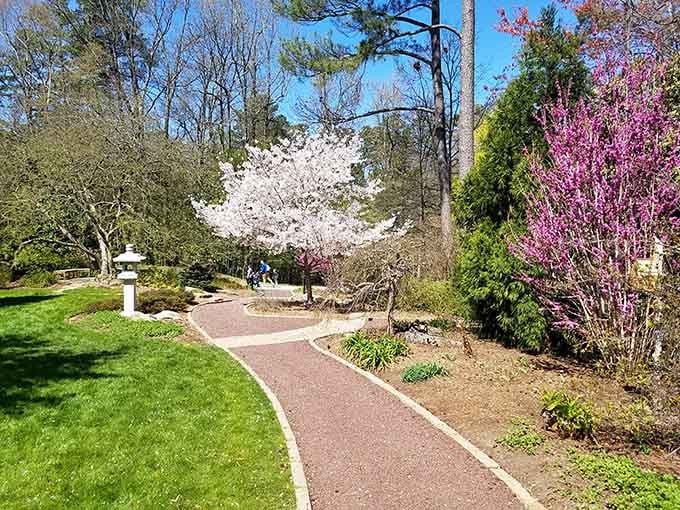 When flowering trees coordinate their bloom schedule, you get this kind of spectacular botanical teamwork.