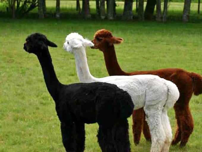 The alpaca color spectrum on full display: midnight, snowfall, and that perfect latte shade we all crave.