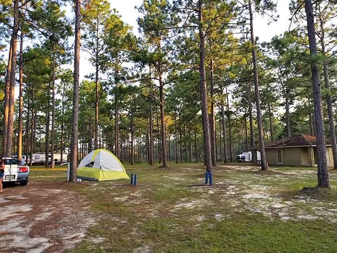 Camping under towering pines where your biggest decision is which tree provides the best shade for afternoon napping.