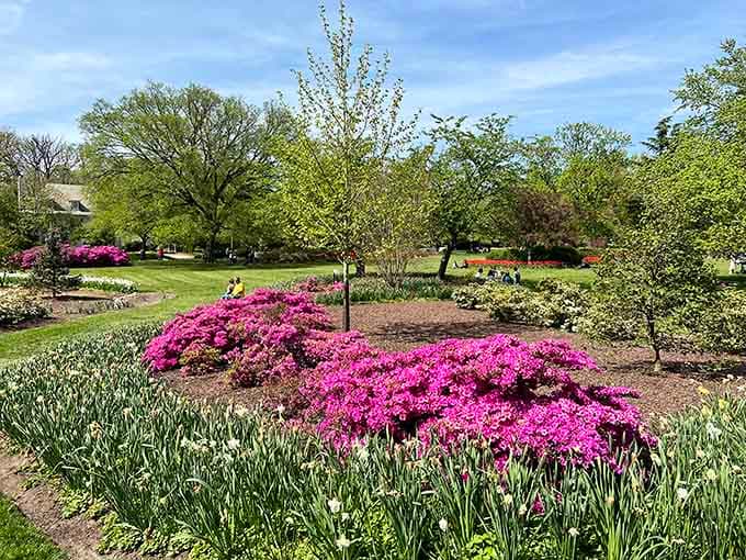 Pink azaleas and white tulips creating color combinations that would make a paint store feel inadequate about its options.