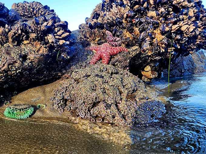 These tide pool residents have been perfecting their arrangement longer than you've been perfecting your coffee order.