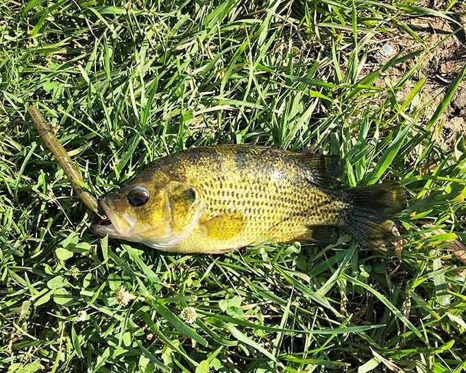 This bluegill might not win any size contests, but it's proof the lake delivers on its promises.