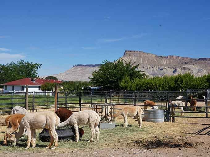 Mountain views and grazing alpacas create a scene so peaceful, your blood pressure drops just looking at it.