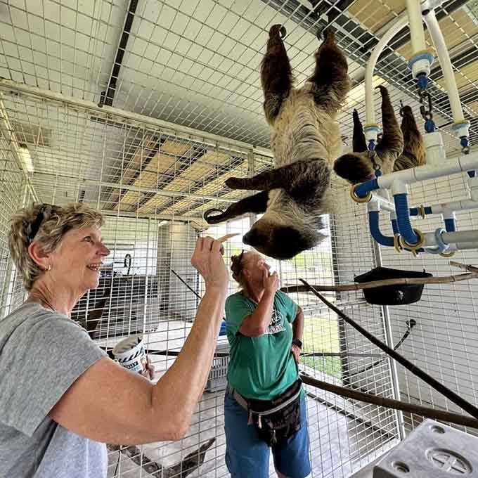 Watch a sloth reach for a snack and you'll understand why patience truly is a virtue worth cultivating.