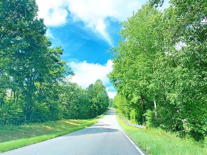 When the forest creates its own cathedral ceiling, you don't need a fancy convertible to feel the magic overhead.