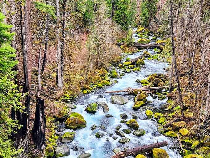 The McKenzie River's greatest magic trick: disappearing underground and reappearing as liquid sapphire.