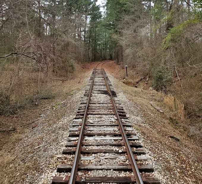 These tracks disappear into the forest like an invitation you can't refuse, promising mystery around every bend.
