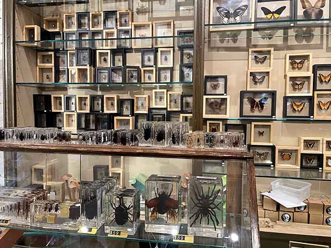 Butterflies and beetles preserved in perfect detail, like nature's own stained glass windows for your wall.