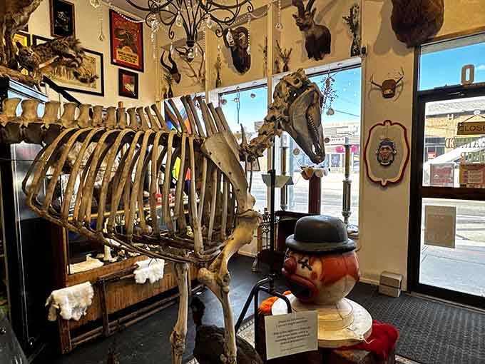 Nothing says "welcome" quite like a magnificent horse skeleton standing guard over treasures both strange and wonderful.