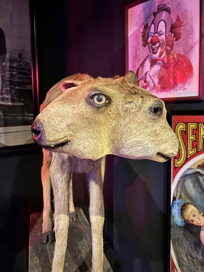 This two-headed taxidermy specimen proves nature's occasional design experiments are absolutely museum-worthy and conversation-starting.