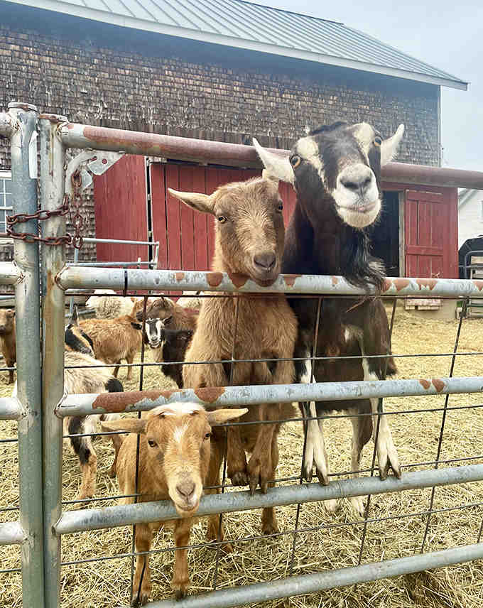 These goats have mastered the art of the camera-ready pose better than most influencers you know.