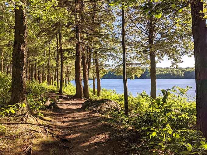 Burr Pond's trails whisper promises of peace, proving nature therapy doesn't require a three-hour drive.