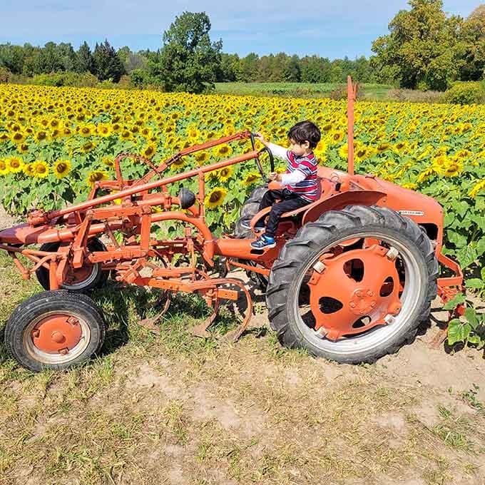 Future farmer testing out the equipment, already planning next season's crop with serious determination.