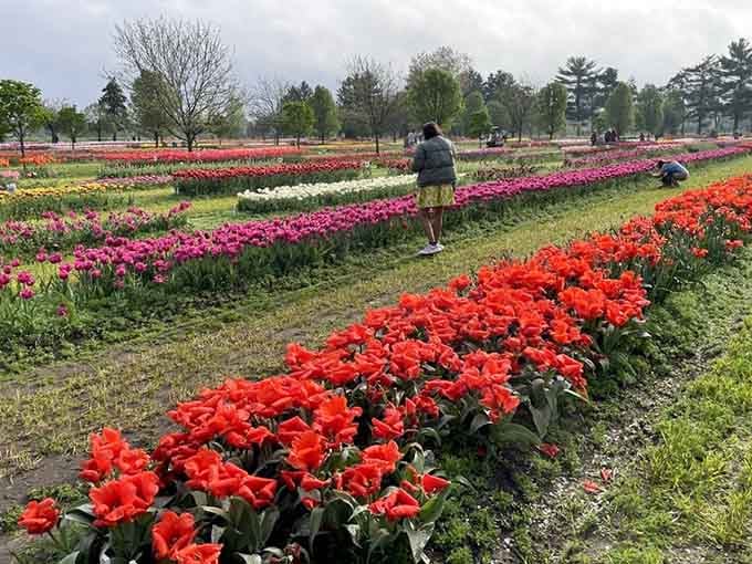 When tulips stand this tall and proud, you realize Mother Nature has been holding out on us.