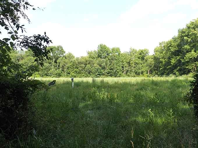 Natural areas like this remind you that Vineland isn't all strip malls and traffic lights, thankfully.