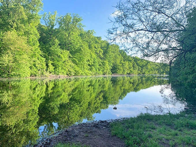 Lake Surprise lives up to its name, reflecting the forest canopy like nature's own mirror selfie.