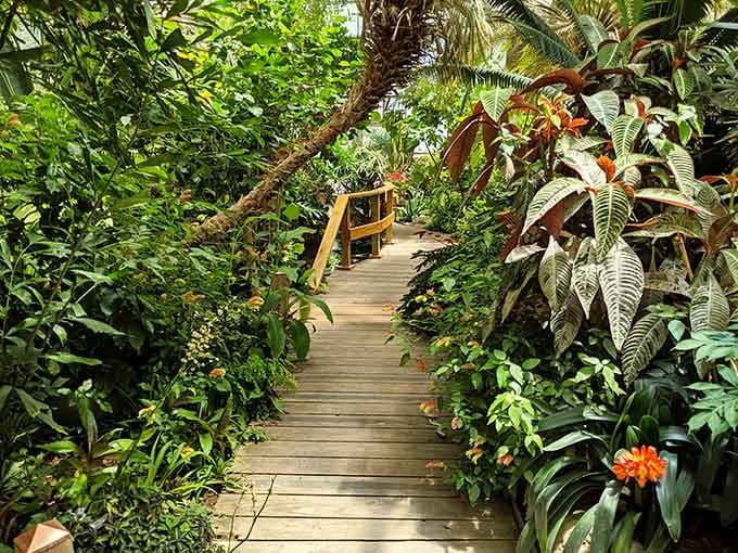 This wooden boardwalk winds through tropical paradise like a scene from Jurassic Park, minus the velociraptors.
