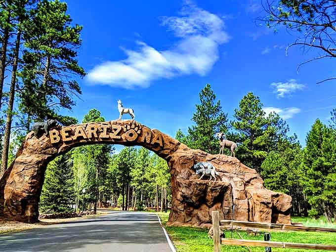 The Bearizona entrance arch welcomes you to a wildlife adventure where North American animals roam freely and judge your driving skills from a safe distance.