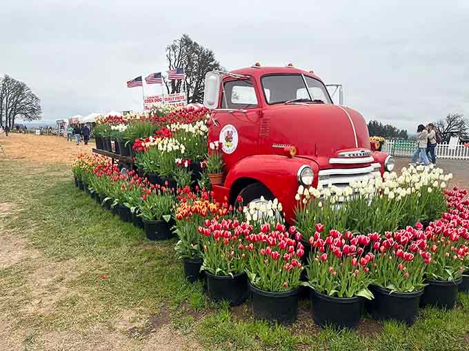 This vintage red truck has found its perfect retirement gig: being perpetually surrounded by gorgeous tulips.