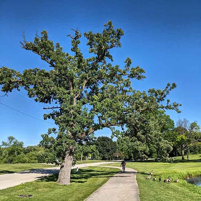 Ancient trees and winding paths prove that parks can be sanctuaries without requiring a passport to get there.