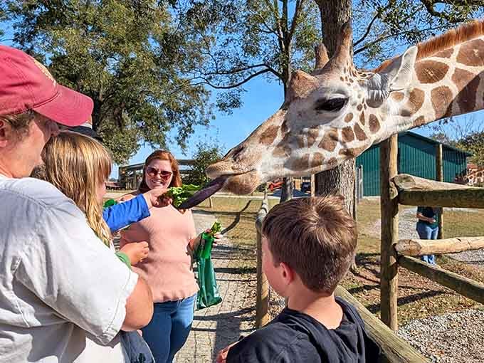 Nothing says "up close and personal" quite like a giraffe's purple tongue reaching toward your hand.