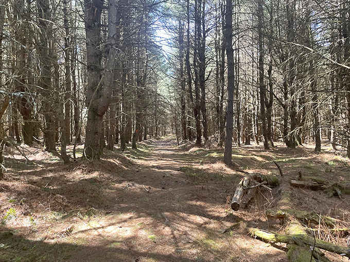 Sunlight filters through ancient hemlocks like nature's own cathedral, where silence feels like a warm embrace.