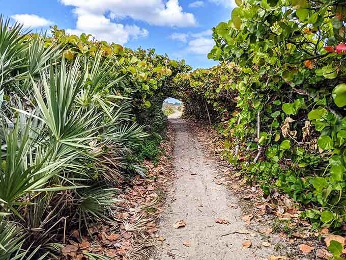 Nature's own tunnel frames a sandy path where sea grapes and palmettos create a living archway.