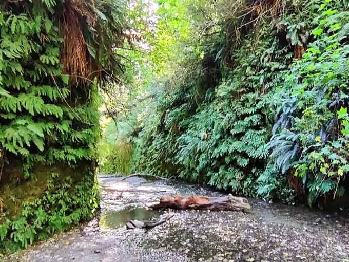 Ferns cascade down canyon walls creating the greenest room you've ever walked through in your life.