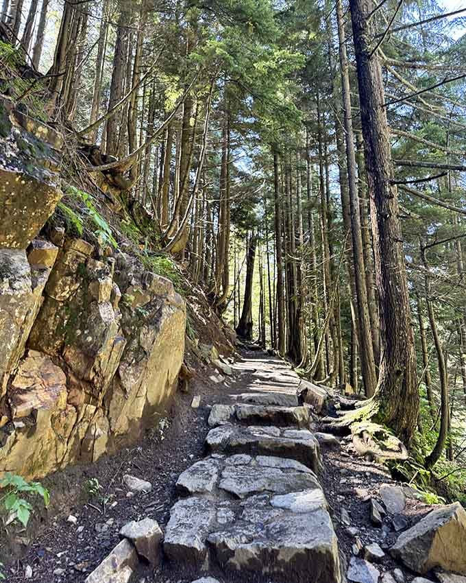 Stone steps climb through cathedral-like forest where ancient trees stand guard like nature's own security detail.