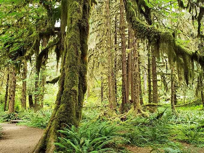 Moss-draped trees create a cathedral of green where sunlight filters through like stained glass windows above.