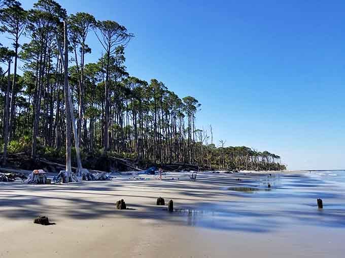 This haunting beach forest looks like nature's own art installation, where weathered trees stand as silvery sentinels.