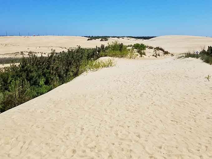 Who needs the Sahara when you've got America's tallest sand dunes right here on the East Coast?