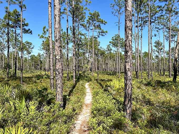 Towering longleaf pines stand at attention like soldiers guarding secrets of Florida's vanishing forests and forgotten landscapes.