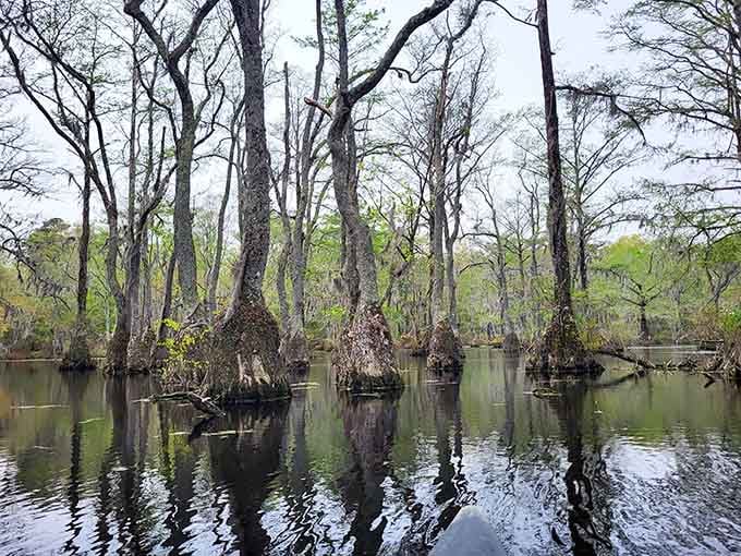 Ancient cypress trees rising from still water like nature's own Gothic cathedral in the swamp.