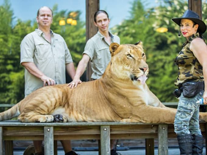 Getting up close with a liger requires nerves of steel and handlers who clearly know their stuff.