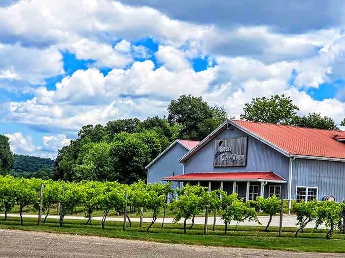 Rolling vineyard rows stretch toward distant hills like something from a Tuscan postcard dream.