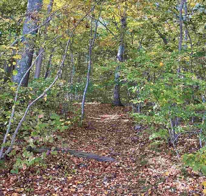 Golden hour leaves dance across this leaf-strewn trail that looks like October's own red carpet premiere.