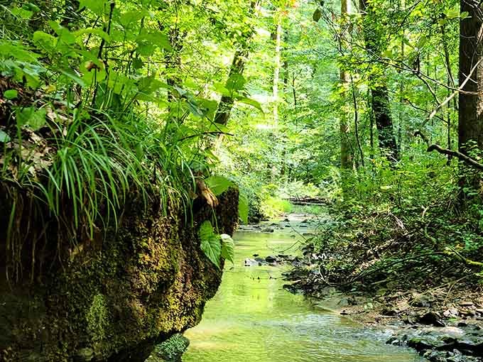 This emerald creek winds through the forest like a secret passage, inviting you to follow its mysterious path.